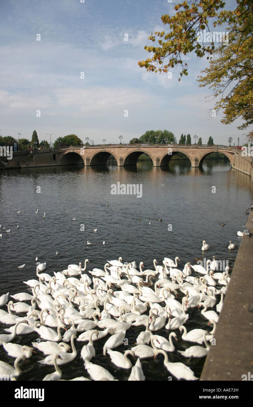 swans on the river severn town of worcester worcestershire england uk ...