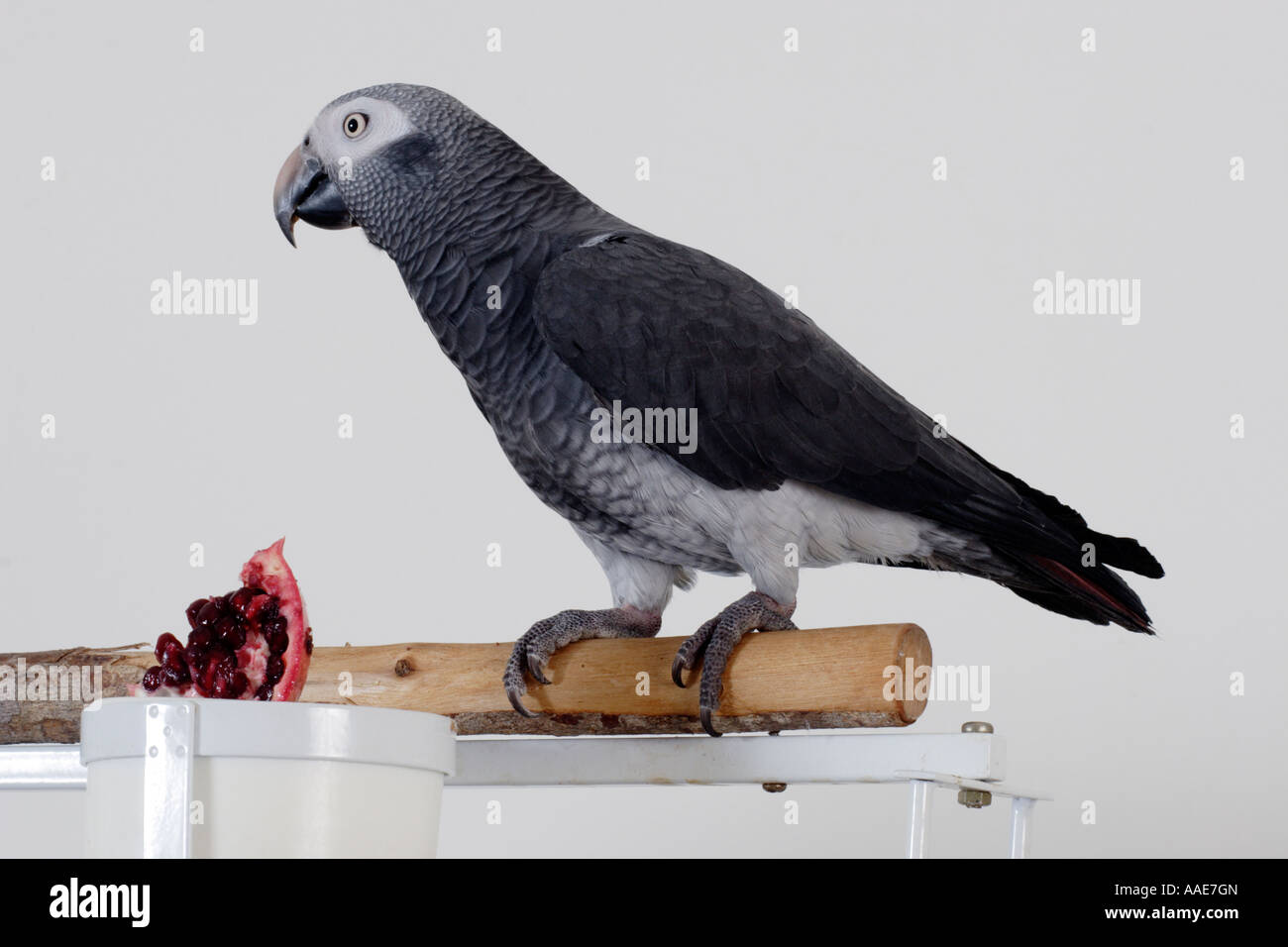 African grey parrot on perch with portion of pomegranate to eat Stock ...