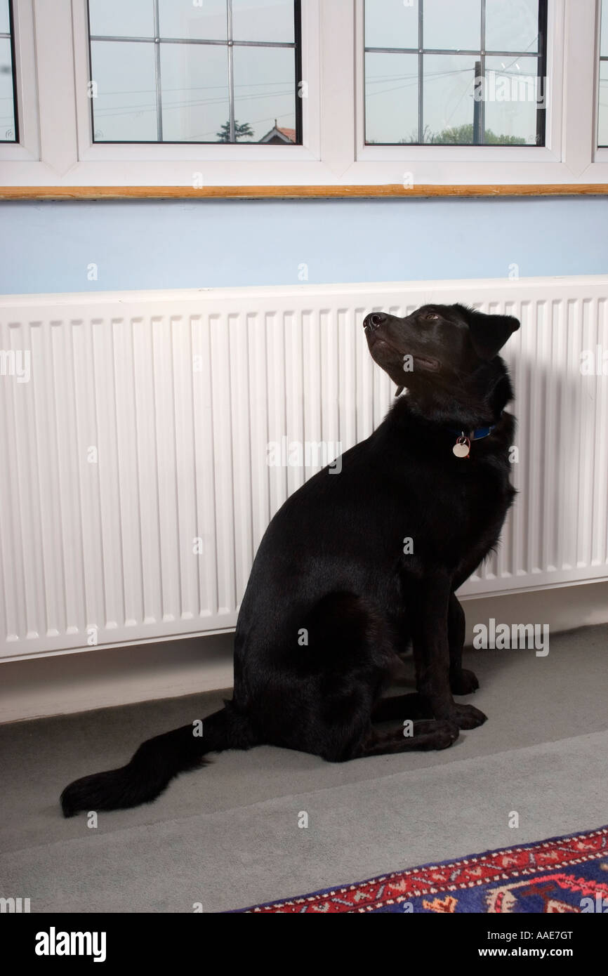 Black labrador cross dog sitting under window in house Stock Photo - Alamy