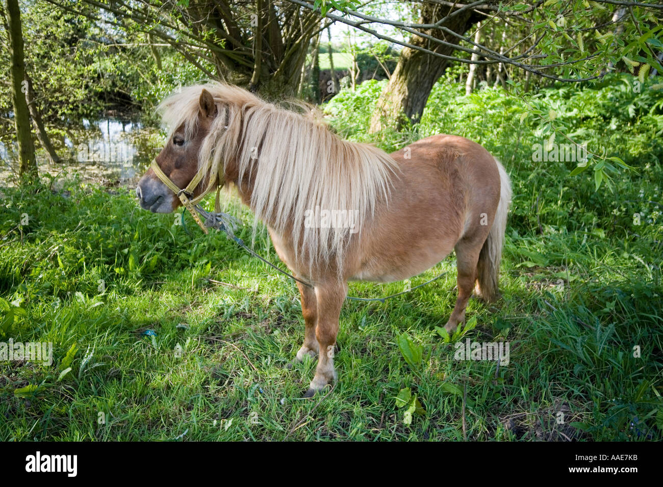 Shetland Pony in Woodland Stock Photo - Alamy