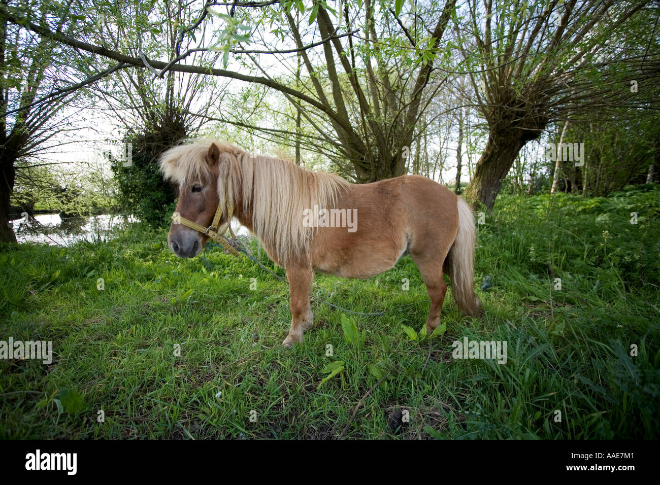 Shetland Pony in Woodland Stock Photo - Alamy