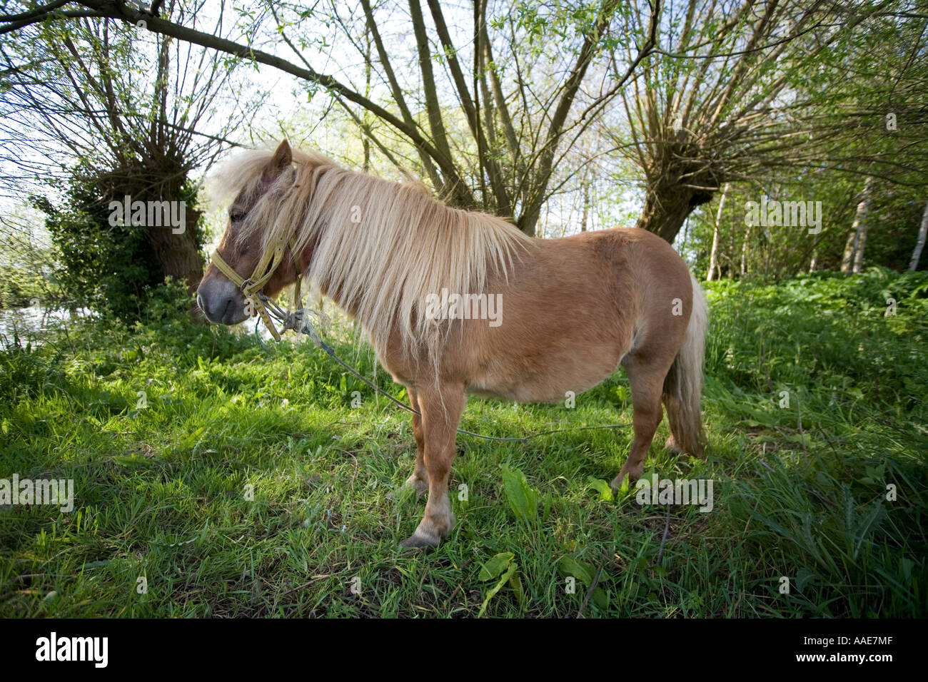 Shetland Pony in Woodland Stock Photo - Alamy