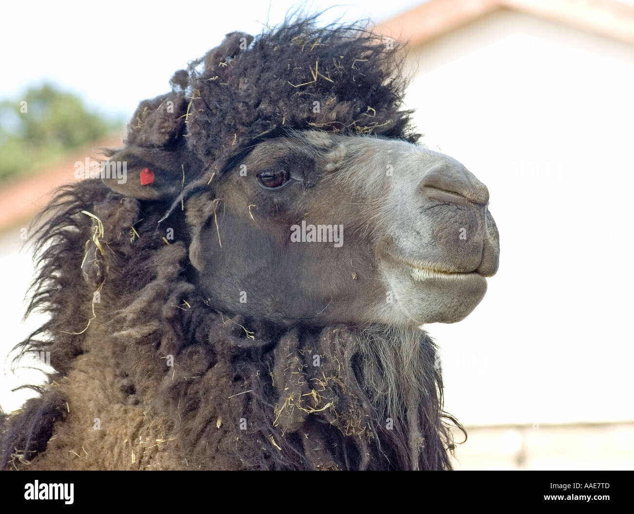 Camel hair coat hi-res stock photography and images - Alamy