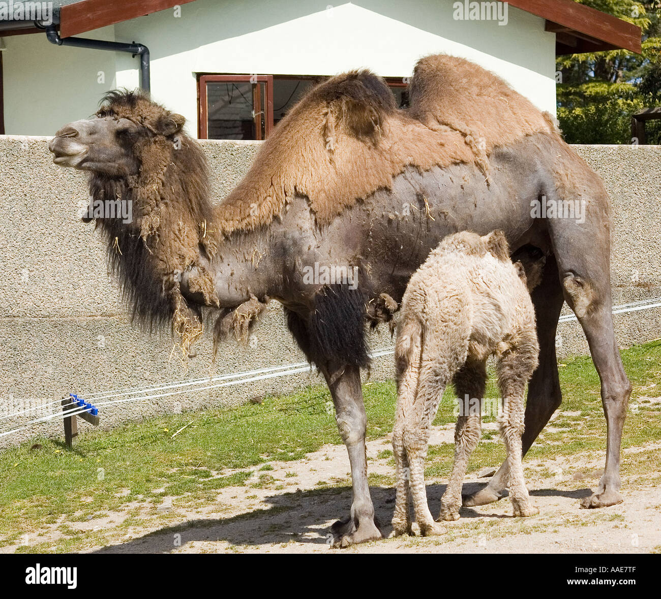 Camel animals hi-res stock photography and images - Alamy