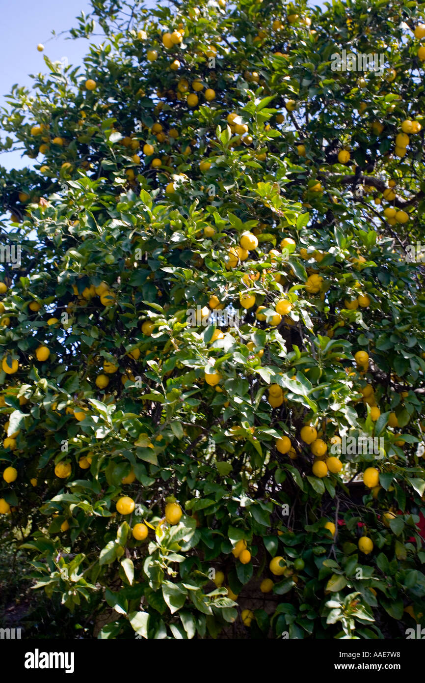Lemon trees andalucia hi-res stock photography and images - Alamy