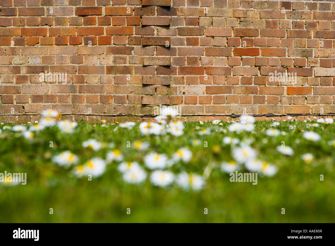 Daisies against a brick wall Stock Photo - Alamy