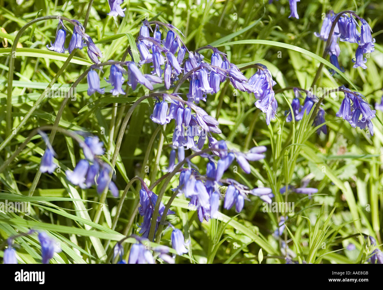 British bluebell bunch hi-res stock photography and images - Alamy