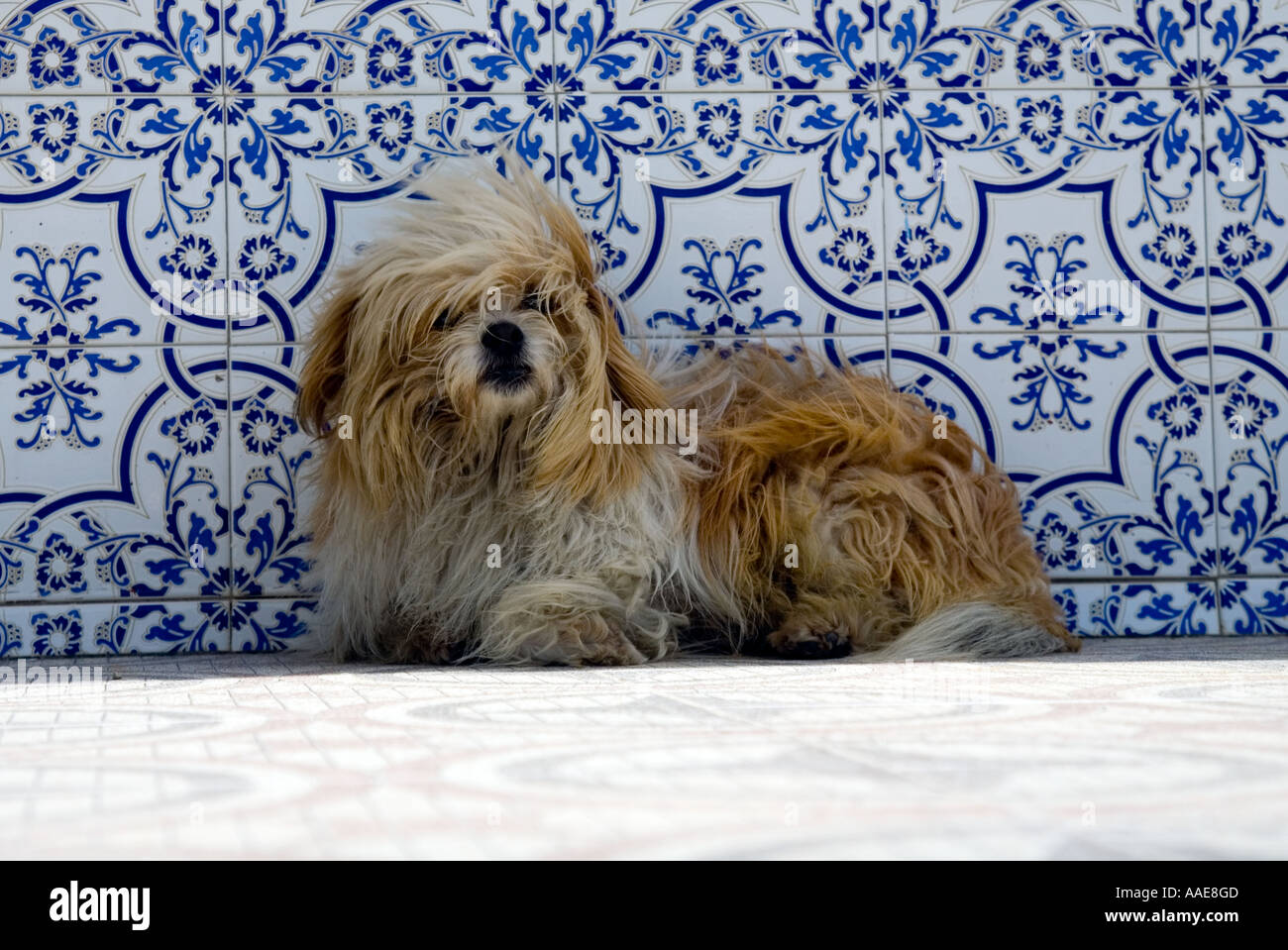 Spanish cute dog Stock Photo - Alamy