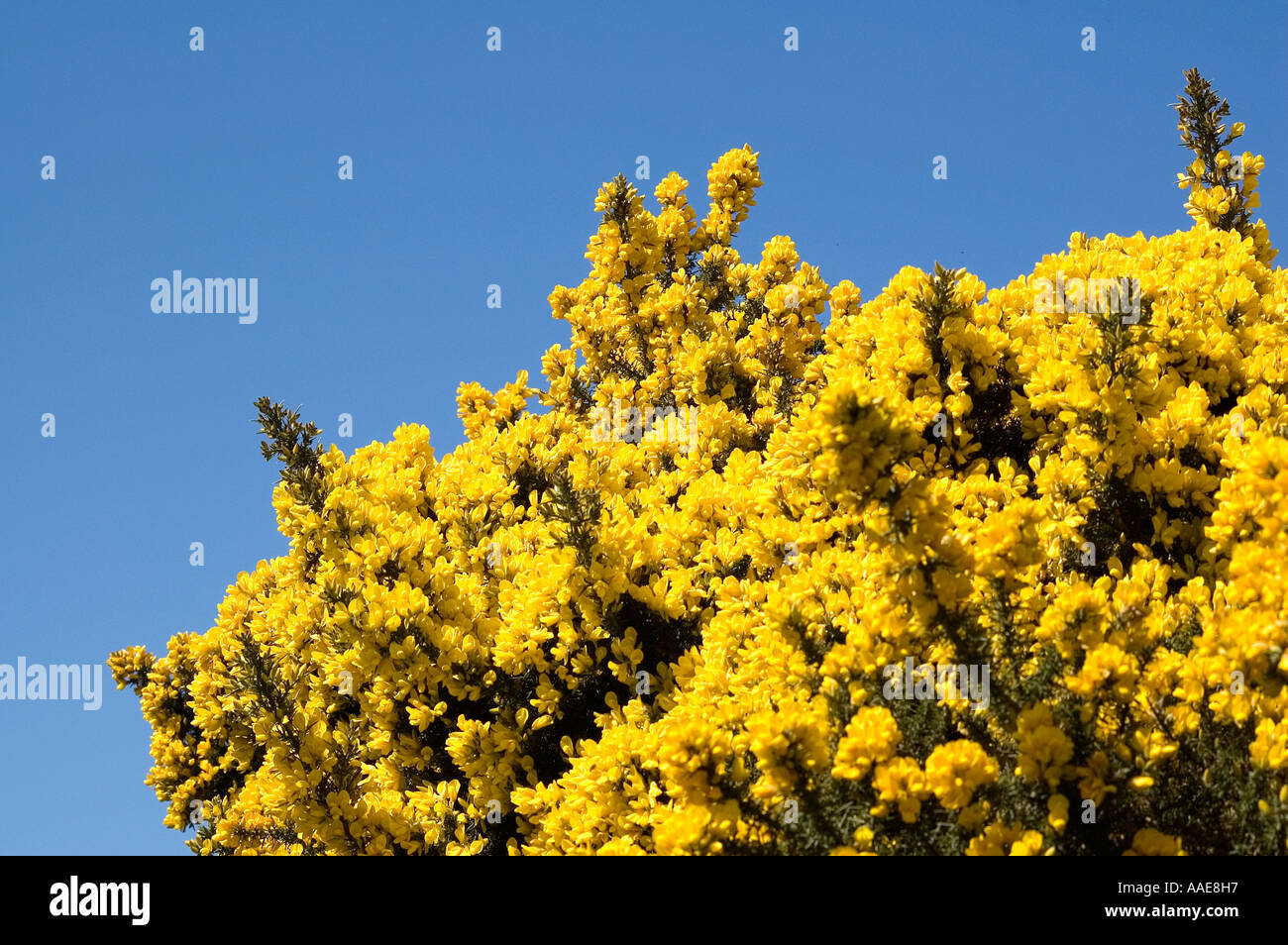 Gorse plants gorse plant hi-res stock photography and images - Alamy