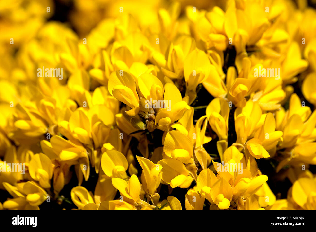 Gorse flowers gorse plants plant flower hi-res stock photography and ...