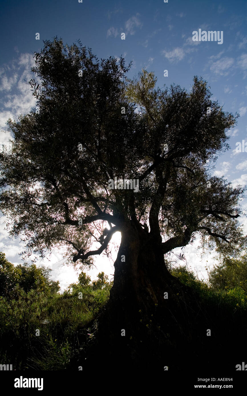 Arboles de mallorca hi-res stock photography and images - Alamy