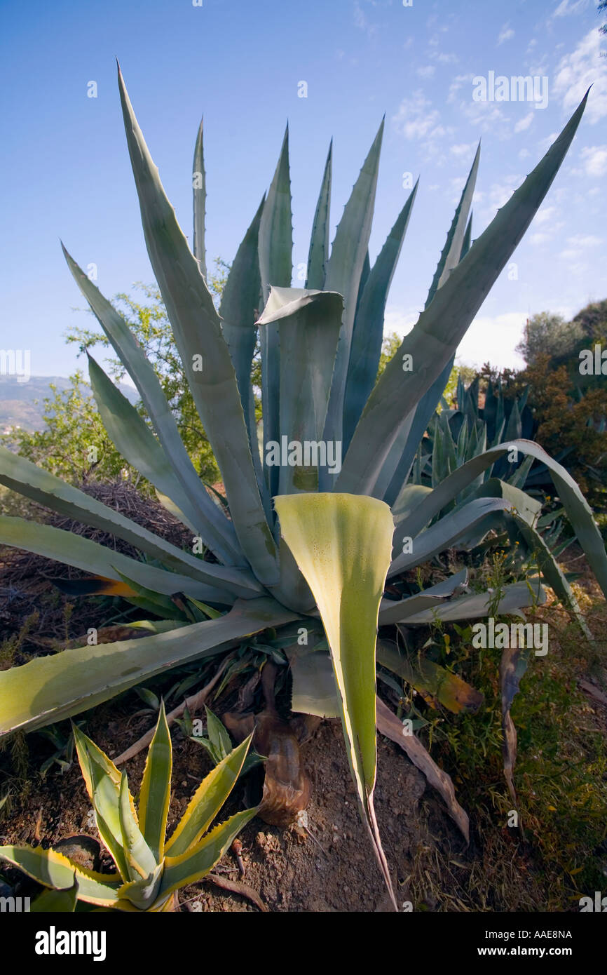 Xerophyt hi-res stock photography and images - Alamy