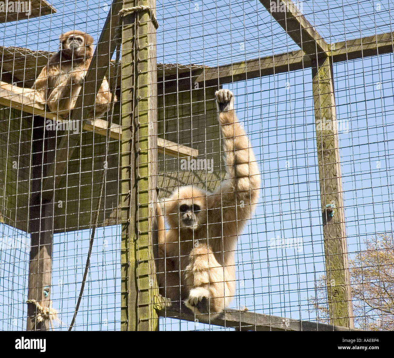 Gibbons cage hi-res stock photography and images - Alamy