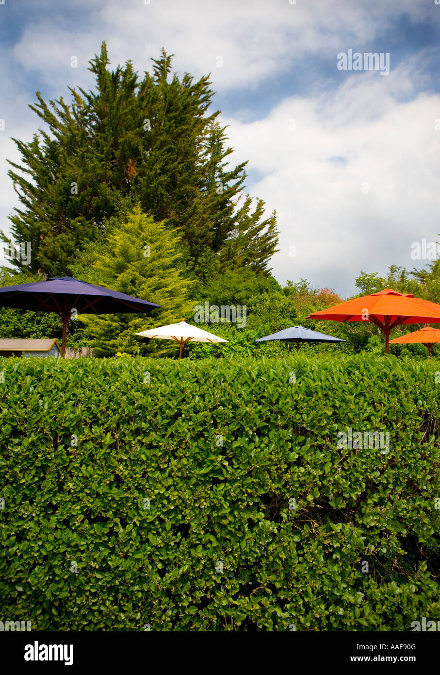 Parasols in summer surrounded by green foliage Stock Photo - Alamy