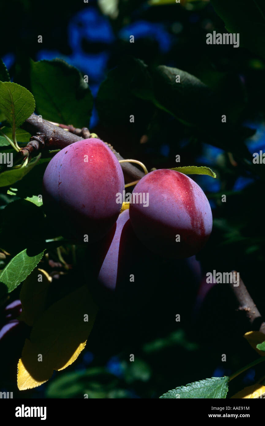 France. Southwest. Beautiful purplish plums for making prunes. Famous ...
