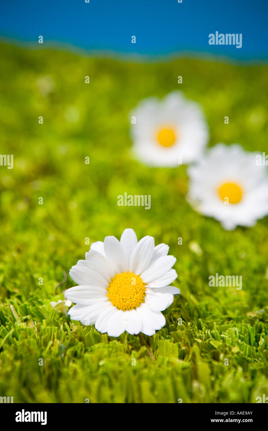 Real daisy flowers on faux grass Stock Photo - Alamy