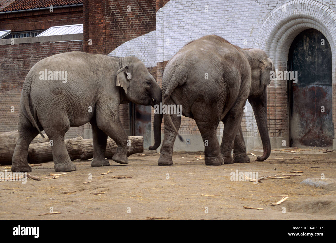 Copenhagen zoo two elephants hi-res stock photography and images - Alamy