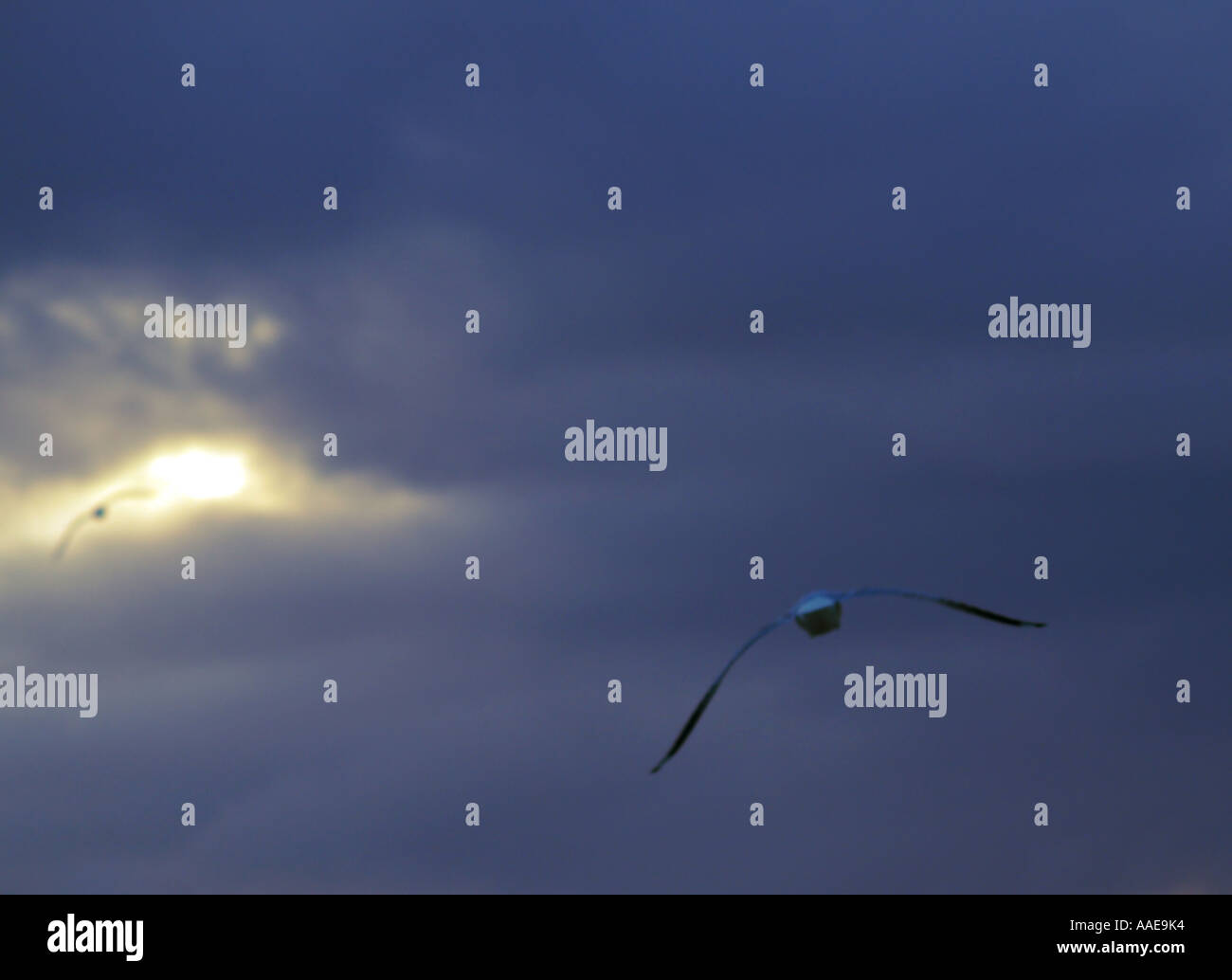 Birds in flight Stock Photo - Alamy