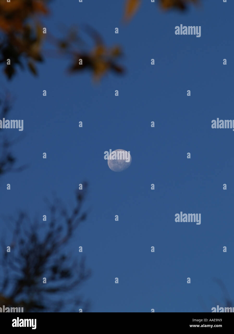 Moon through trees Stock Photo - Alamy