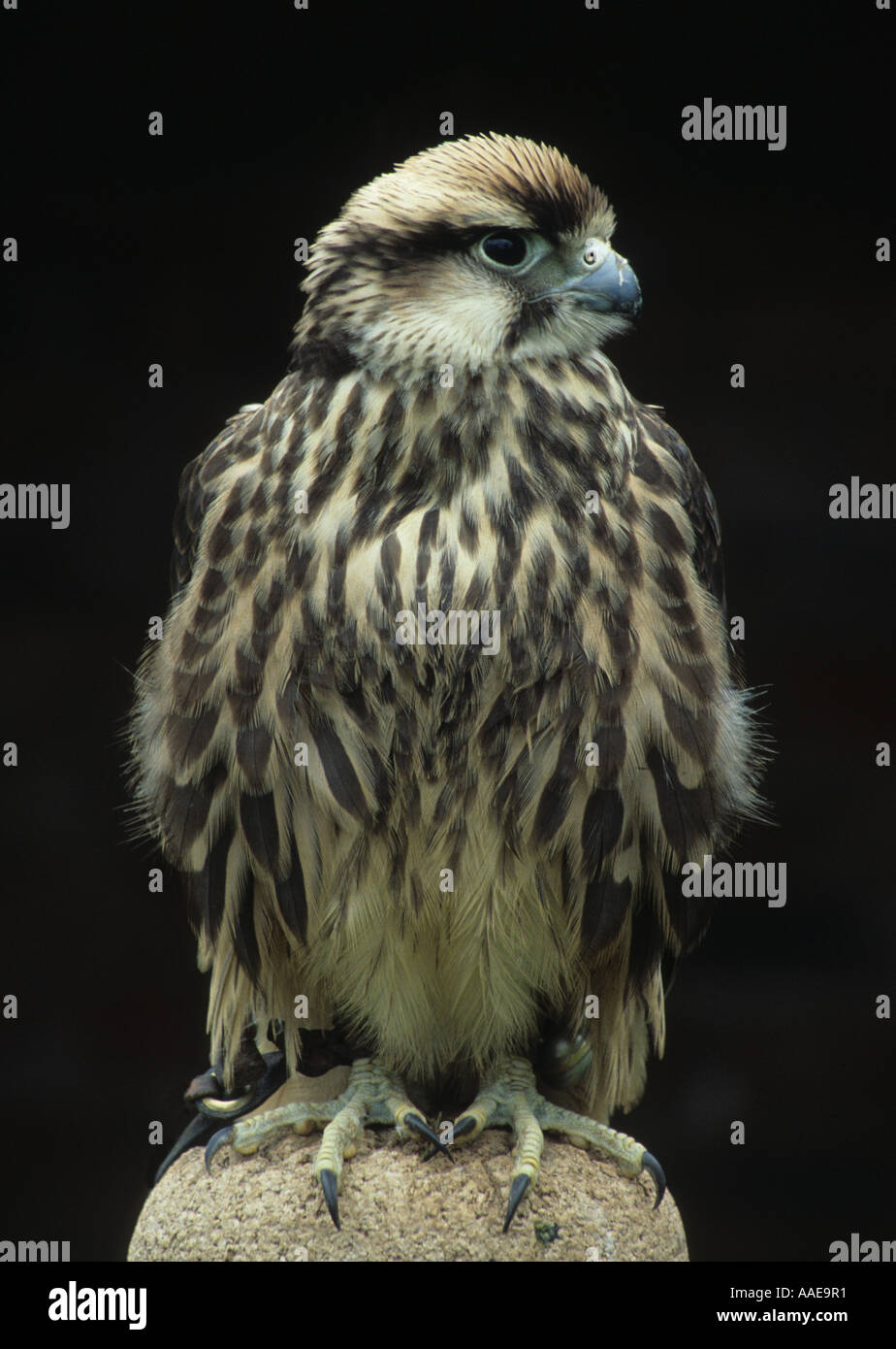 Falcon hunters hi-res stock photography and images - Alamy