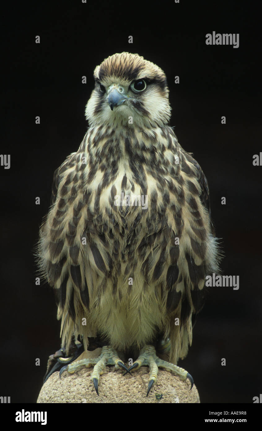 Falcon hunters hi-res stock photography and images - Alamy