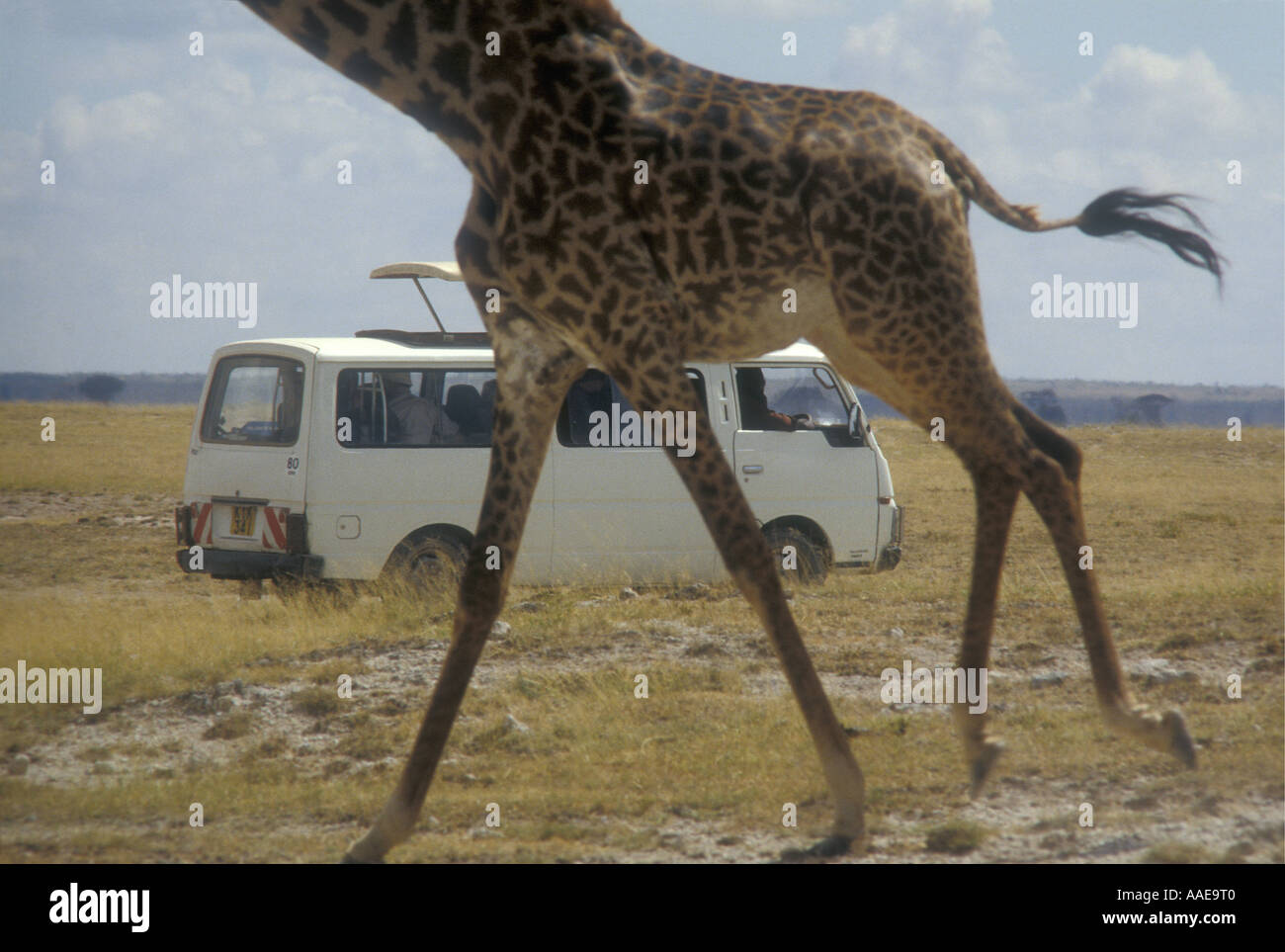 Masai or Common Giraffe galloping close to white minibus with pop up ...