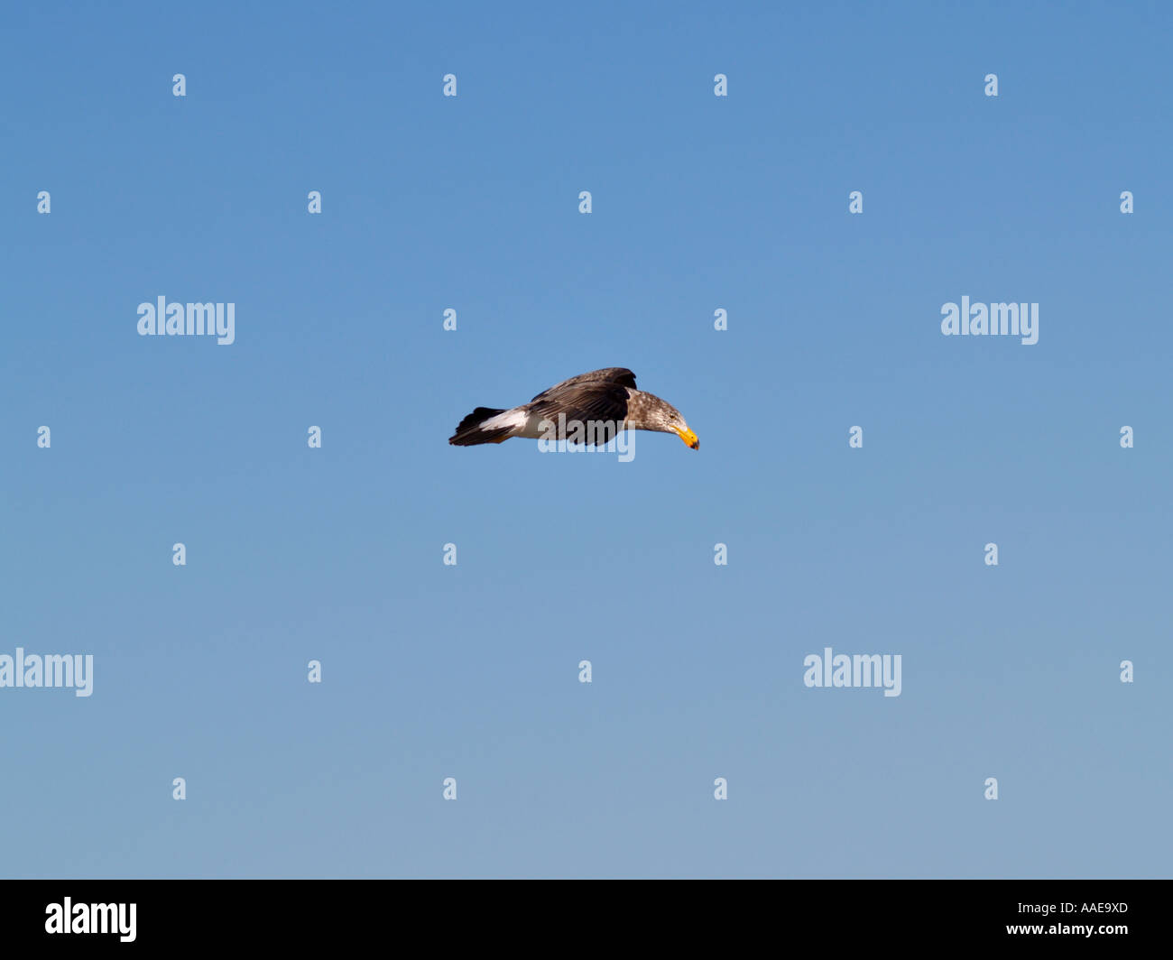 Large sea bird in flight Stock Photo - Alamy