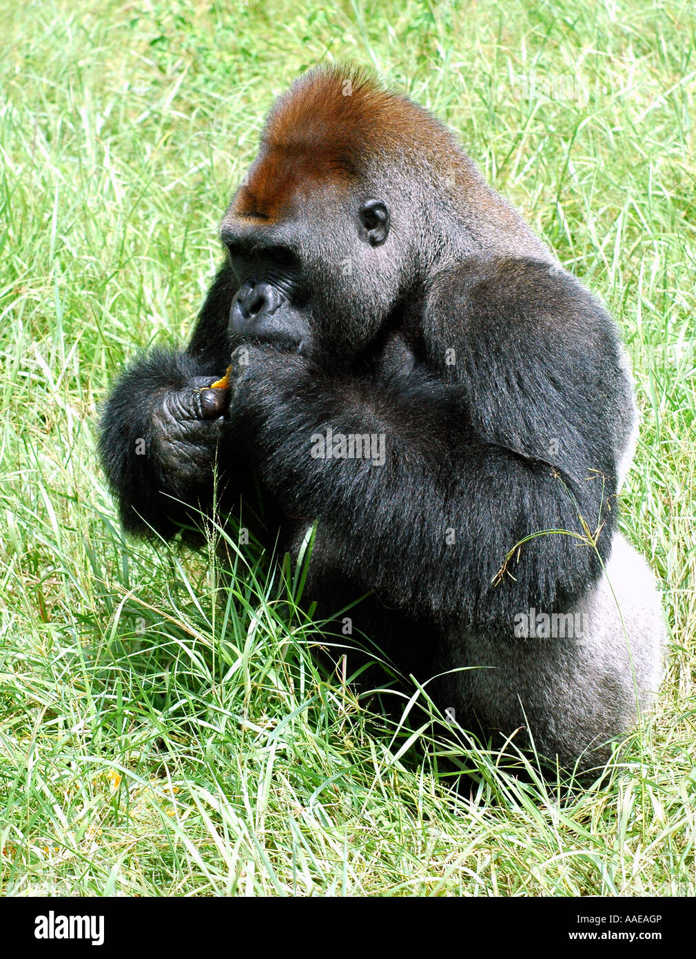 Western lowland gorilla silverback in a rehabilitation project on ...