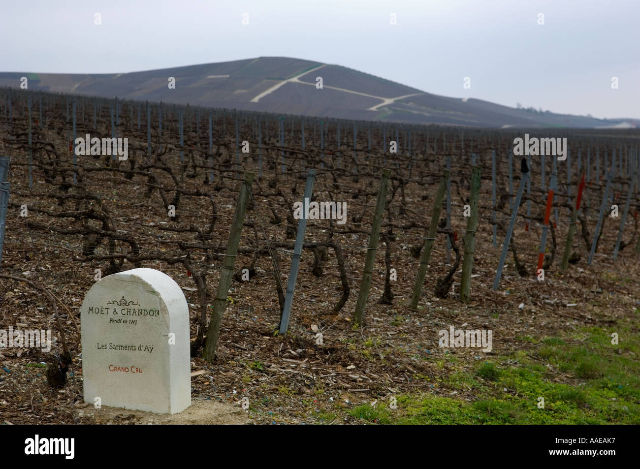 Moet chandon epernay vineyard hi-res stock photography and images - Alamy