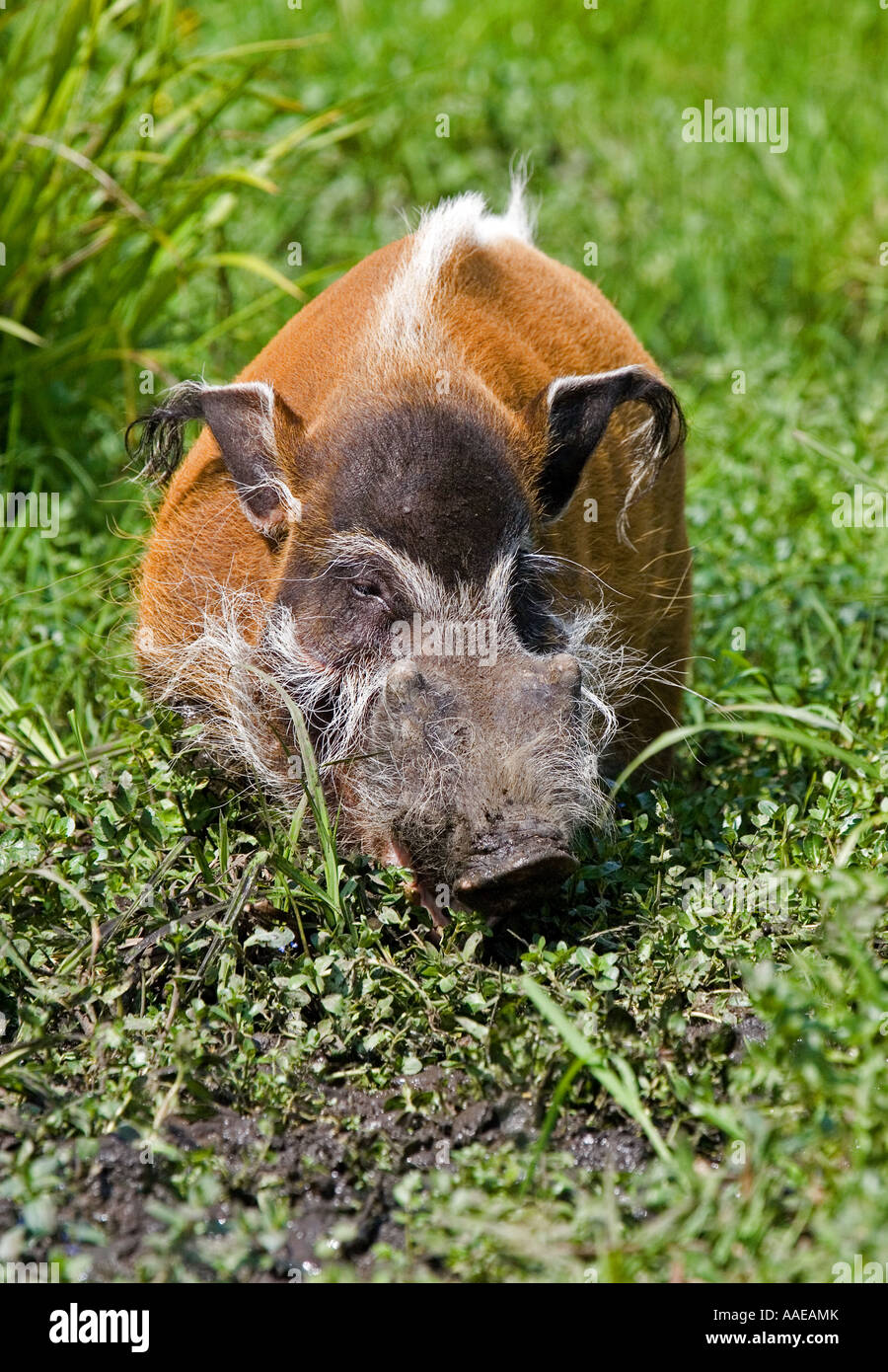 Red River Hog (cap Stock Photo - Alamy