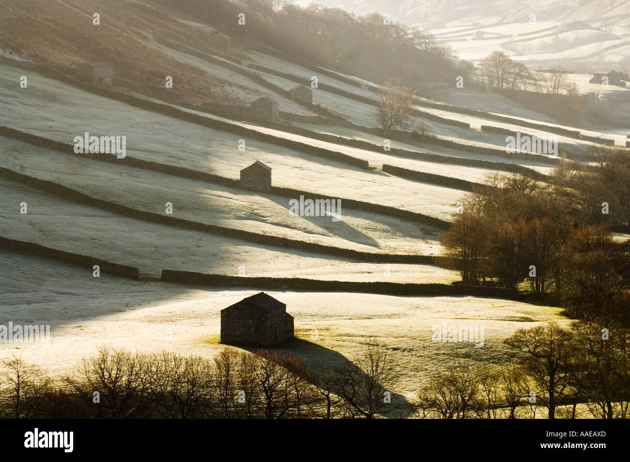 Swaledale spring tree hi-res stock photography and images - Alamy
