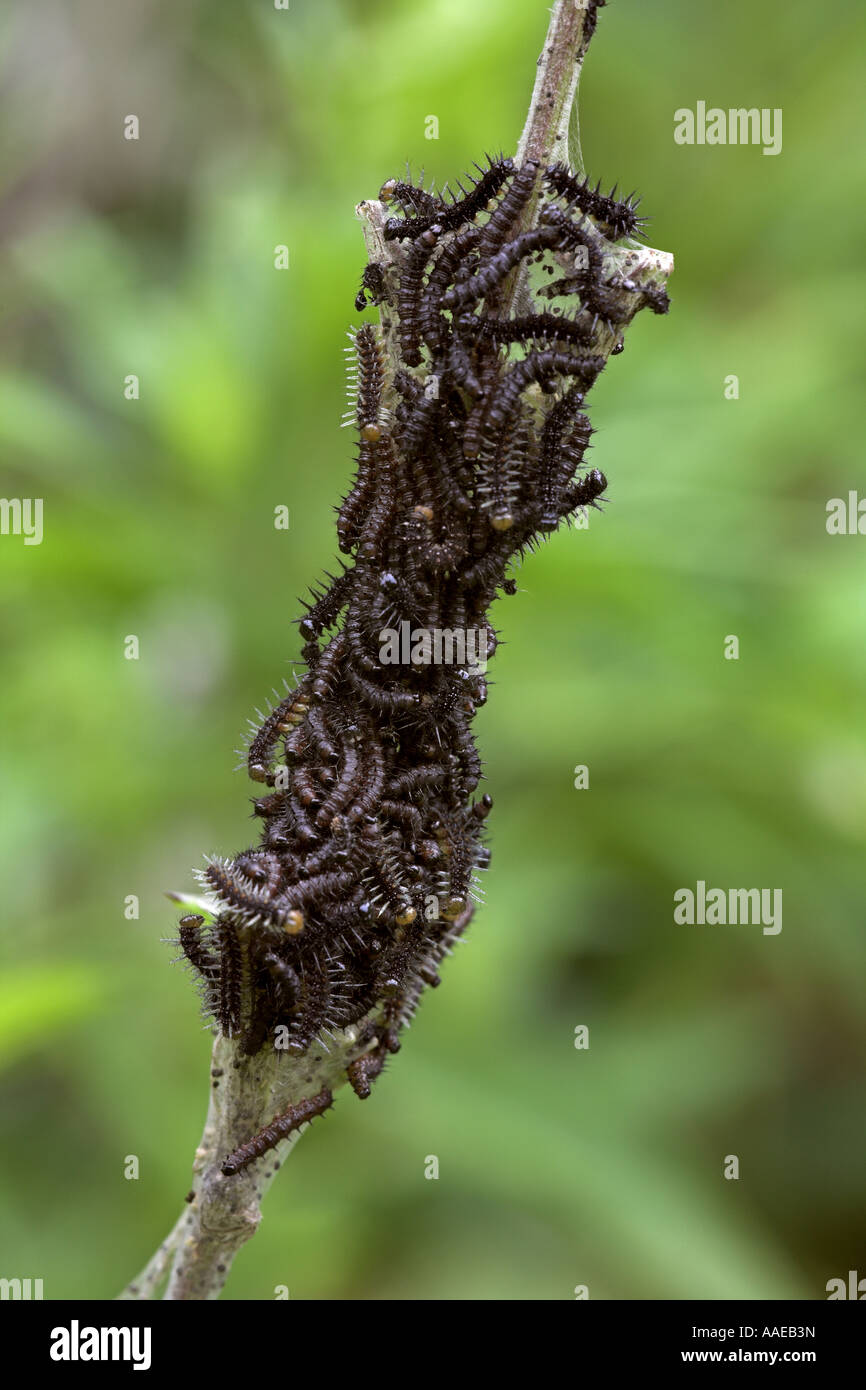 Peacock butterfly Inachis io small caterpillars on a Stinging Nettle ...
