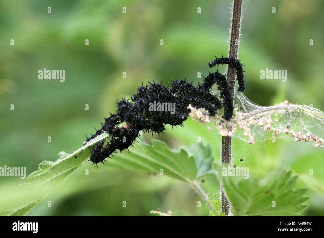 Peacock butterfly Inachis io caterpillars on a Stinging Nettle Urtica ...