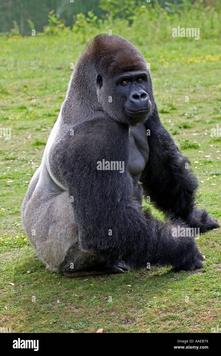 Gorilla hi-res stock photography and images - Alamy