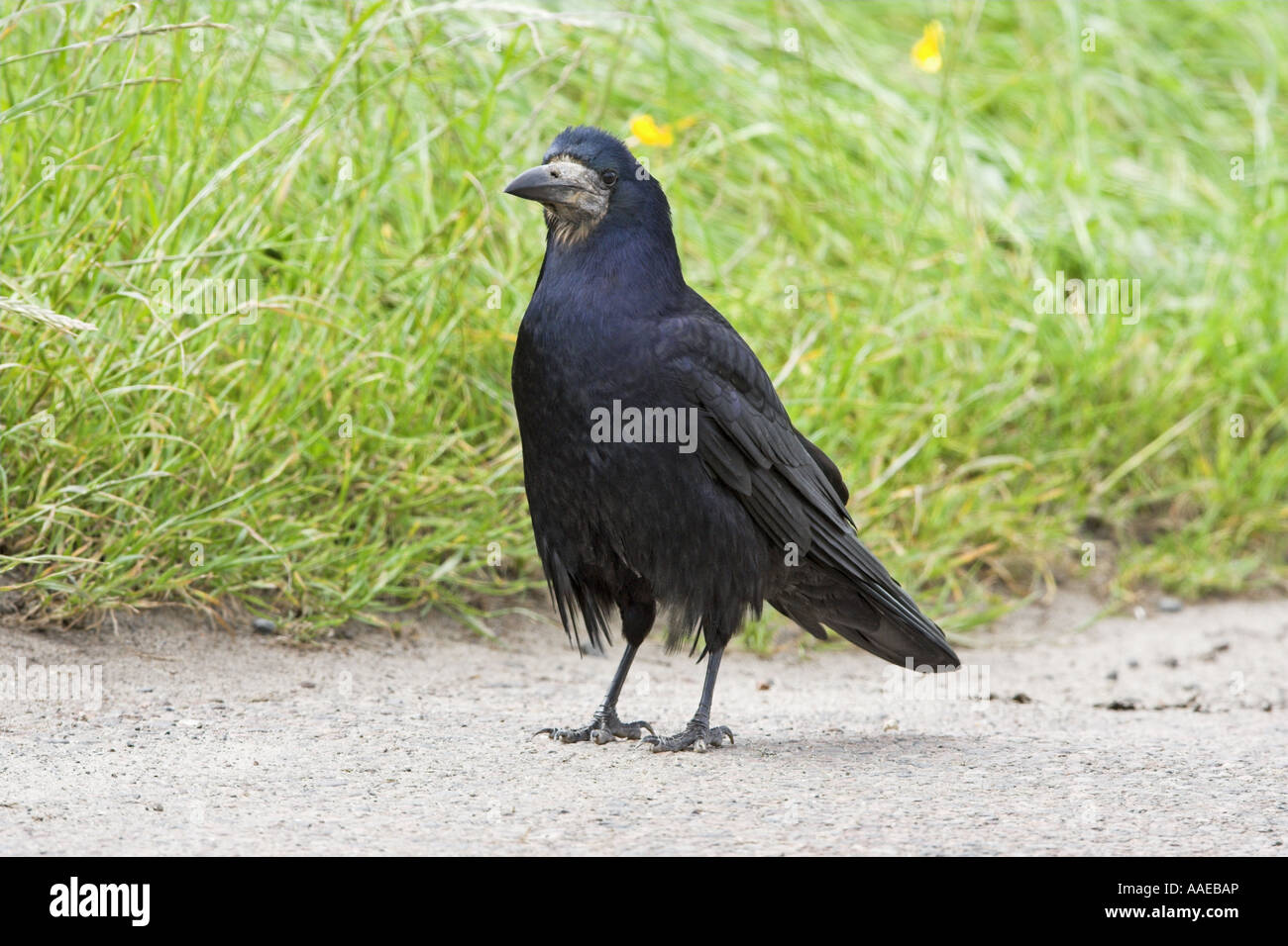 Rook Corvus frugilegus adult on the ground Bamburgh, Northumberland ...