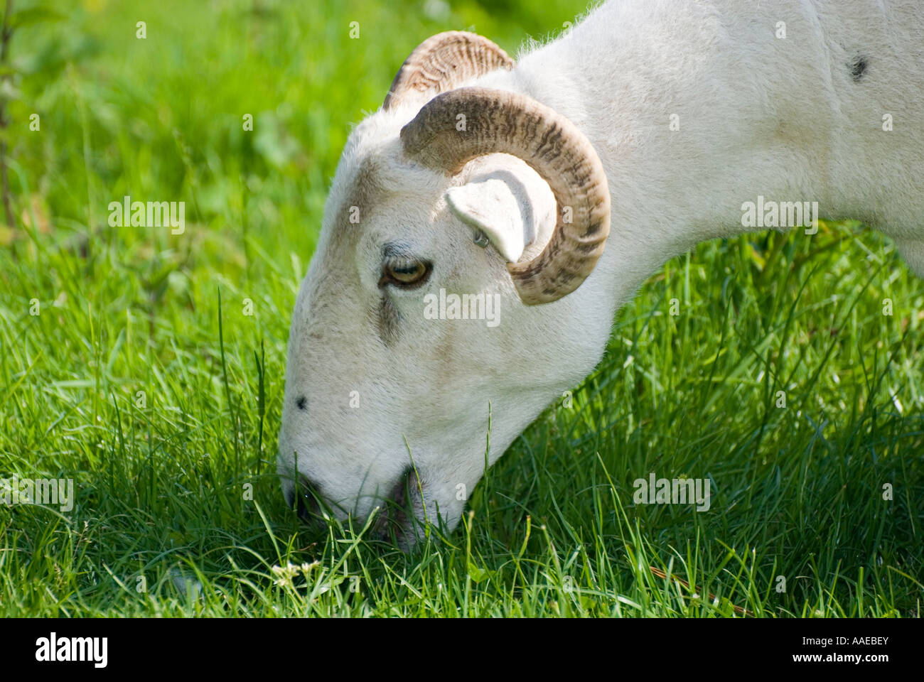 Grazing Horned Sheep, Heligan 2006 Stock Photo - Alamy