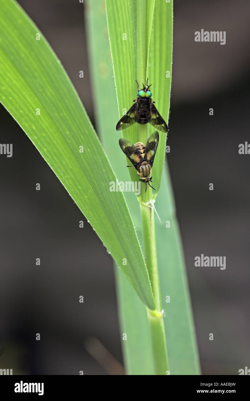 Thunder Fly Chrysops relictus two resting on a Phragmites leaf ...