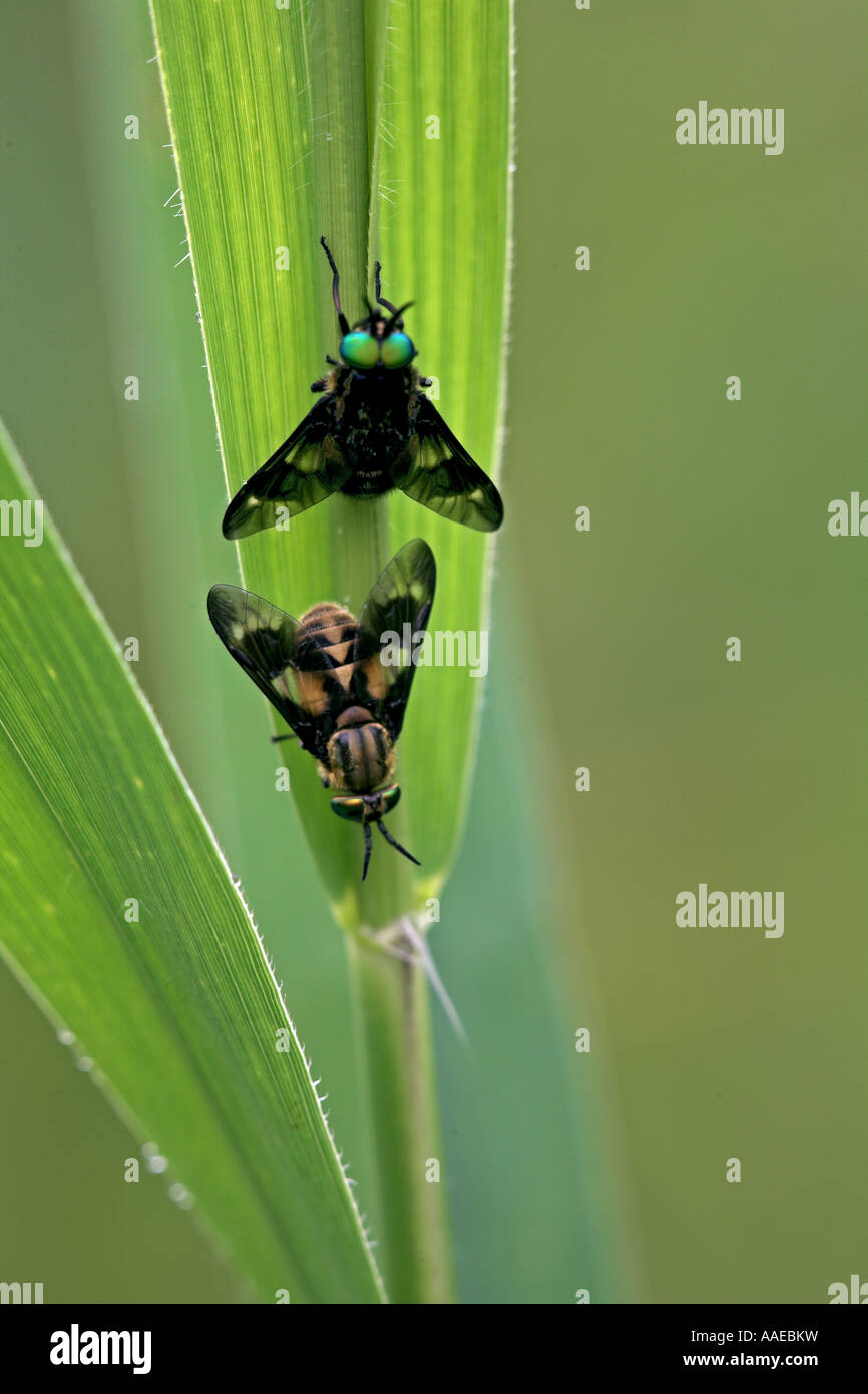 Thunder Fly Chrysops relictus two resting on a Phragmites leaf ...