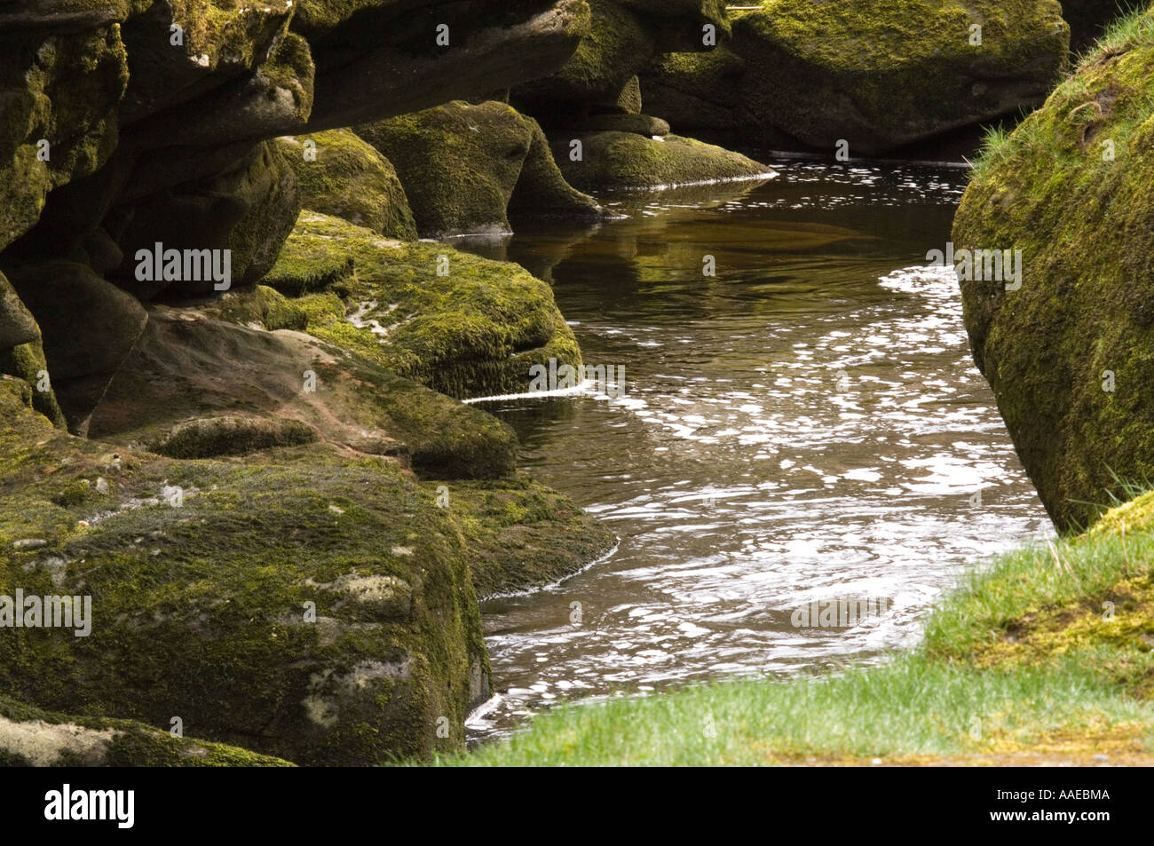 Mossy bank, river Wharfe, the Strid, Wharfedale, Yorkshire Dales ...