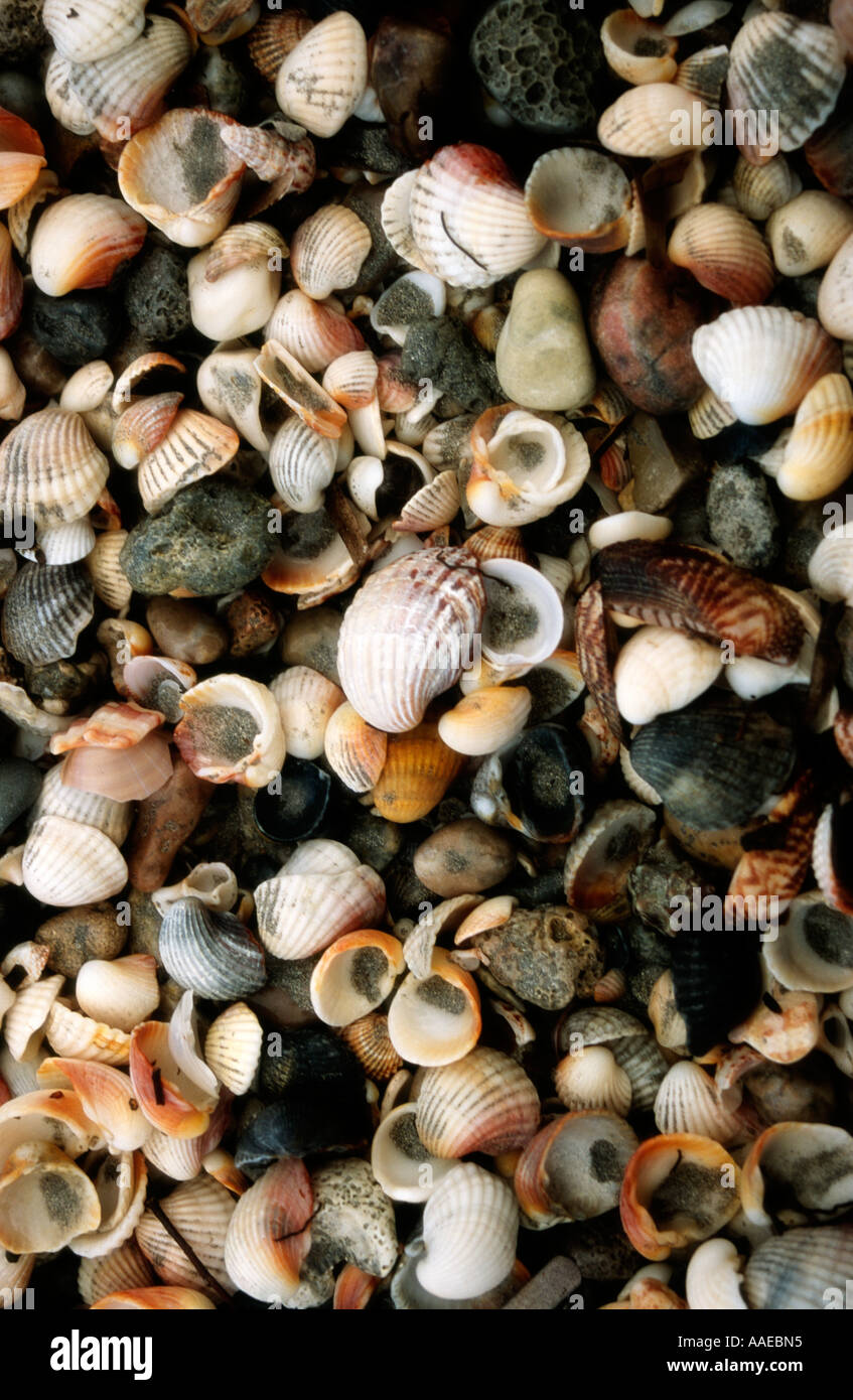ASSORTED SHELLS ON A BEACH Stock Photo - Alamy