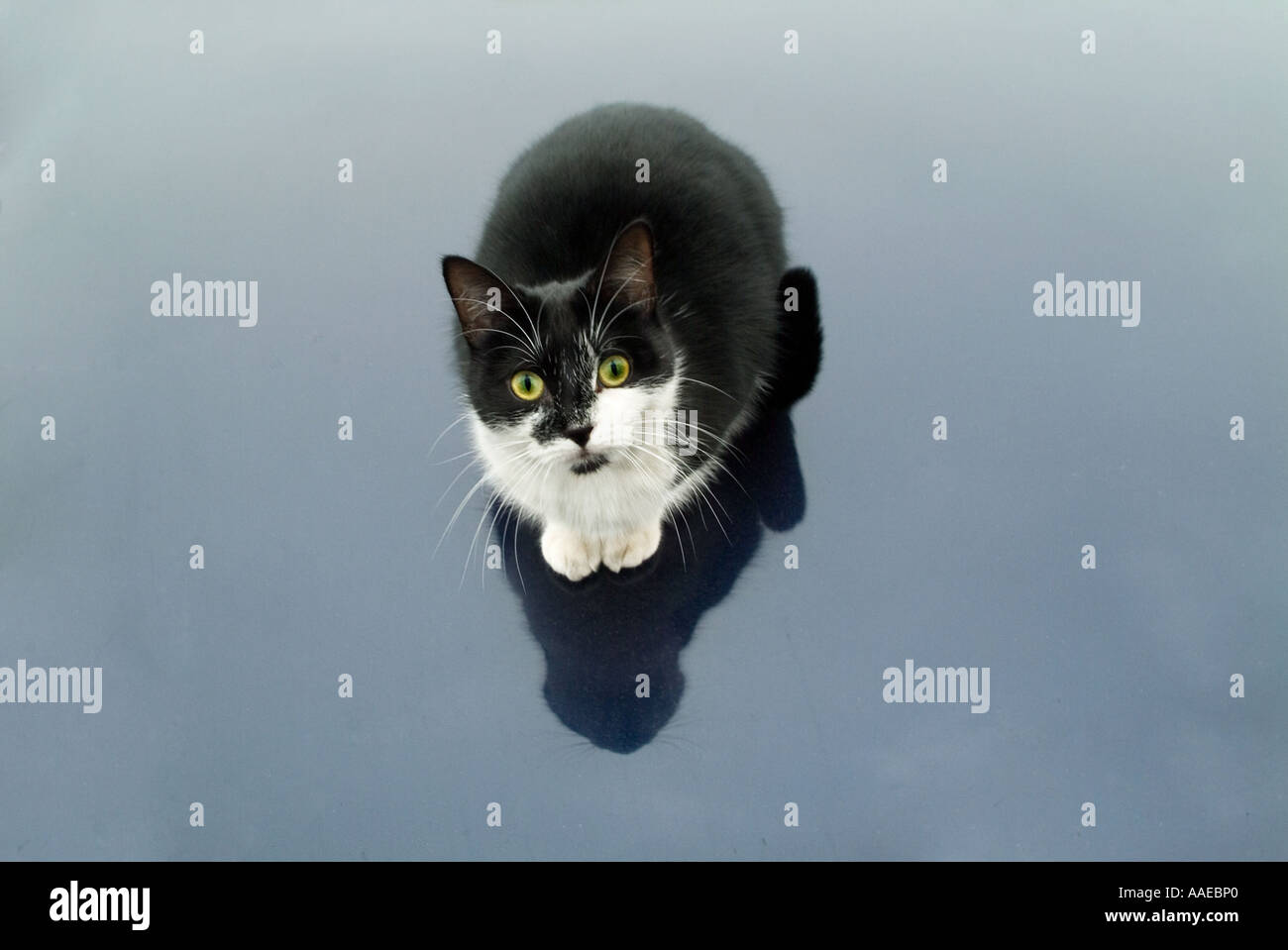 Cat sitting alone on a car roof Stock Photo - Alamy