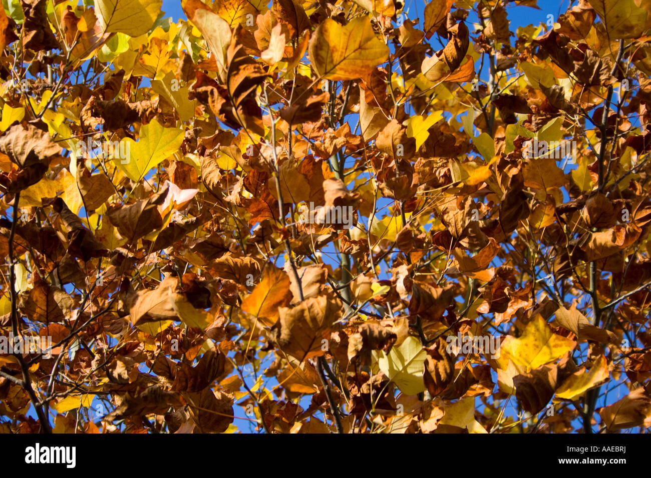 Autumn Leaves, Cornwall 2006 Stock Photo - Alamy