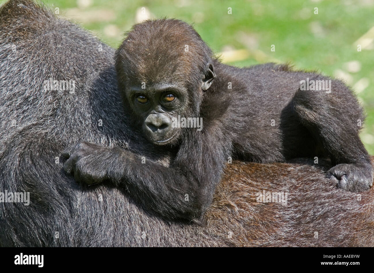 Young Gorilla clinging to parents back (cap Stock Photo - Alamy