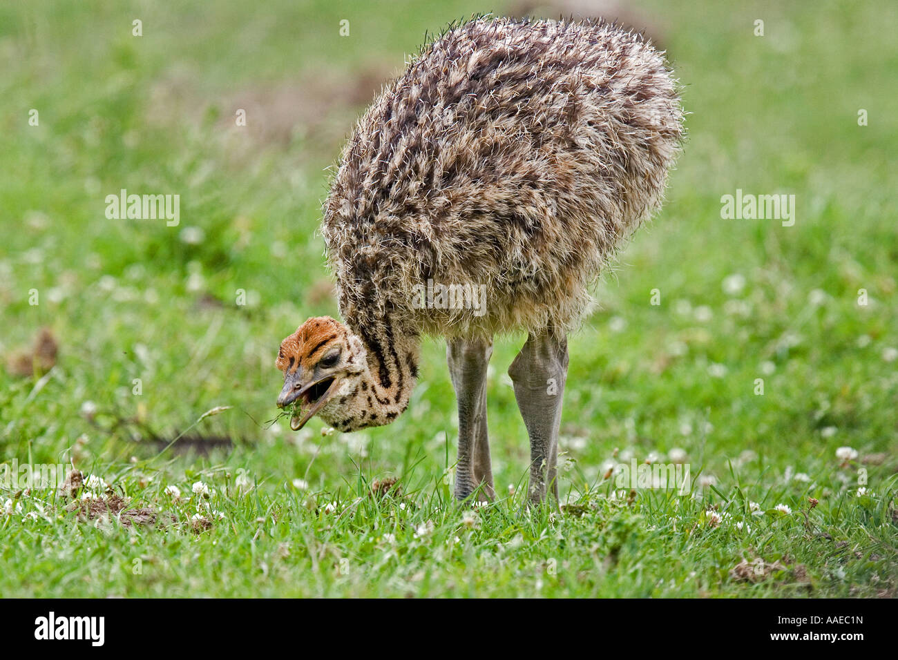 Ostrich chick feeding on grass in a nature park in Kent (cap Stock ...