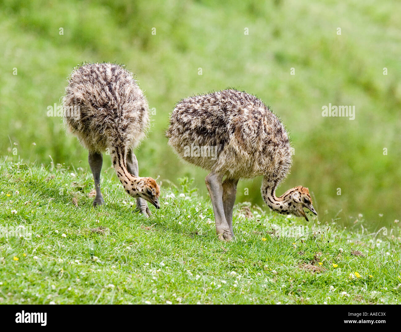 Ostrich toes hi-res stock photography and images - Alamy