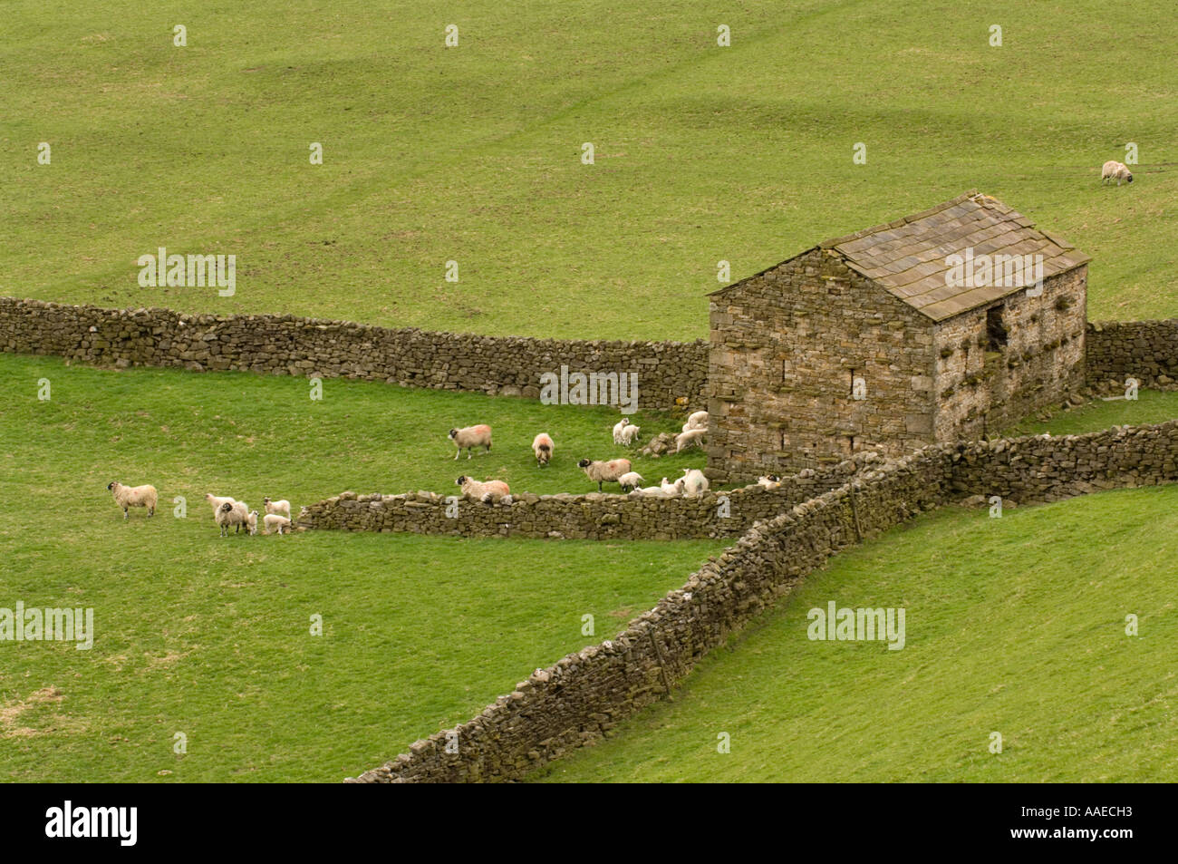 Barn with dry stone wall and flock of blackface sheep hi-res stock ...