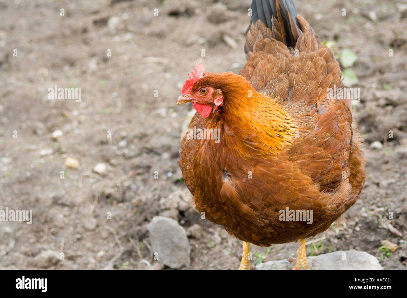 Fee range chicken Yorkshire Dales UK Stock Photo - Alamy
