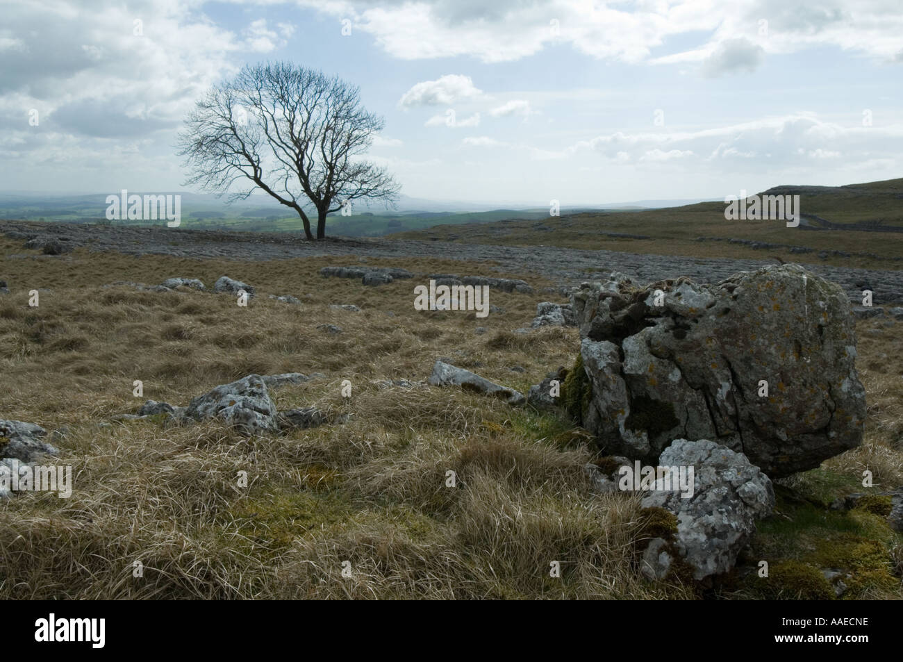 Yorkshire limestone tree hi-res stock photography and images - Alamy