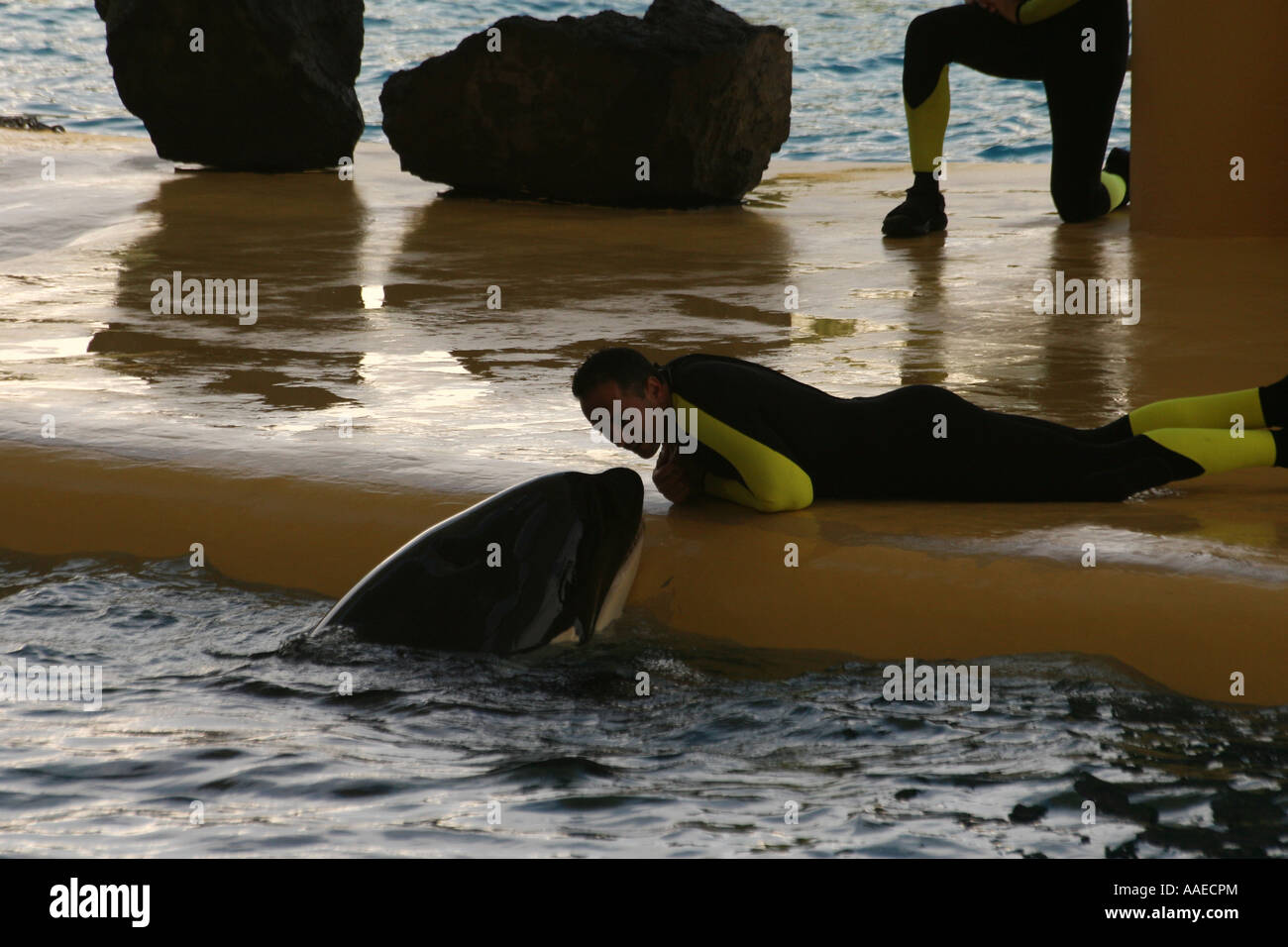 Keeper with Orca at Orca Ocean Loro Parque Puerto De La Cruz Tenerife ...