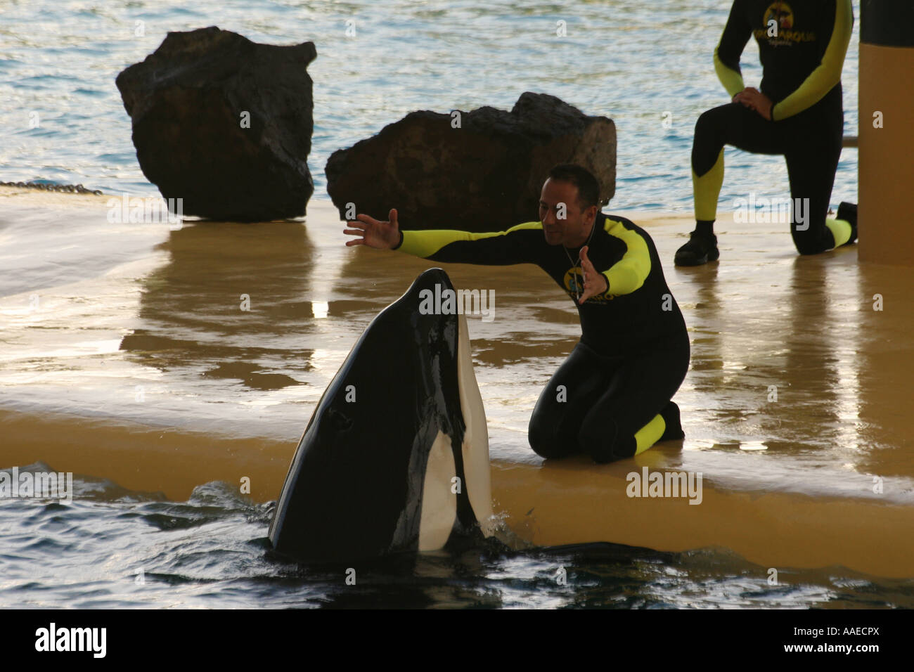Keeper with Orca at Orca Ocean Loro Parque Puerto De La Cruz Tenerife ...